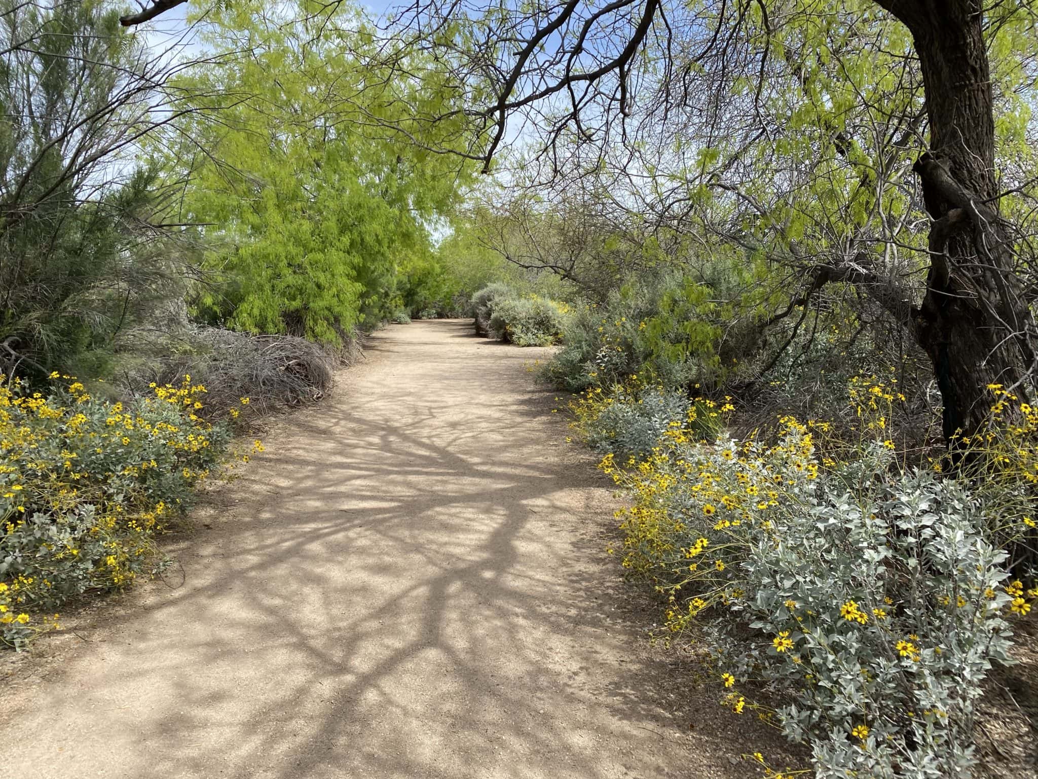 Riparian Preserve in Gilbert - Phoenix With Kids