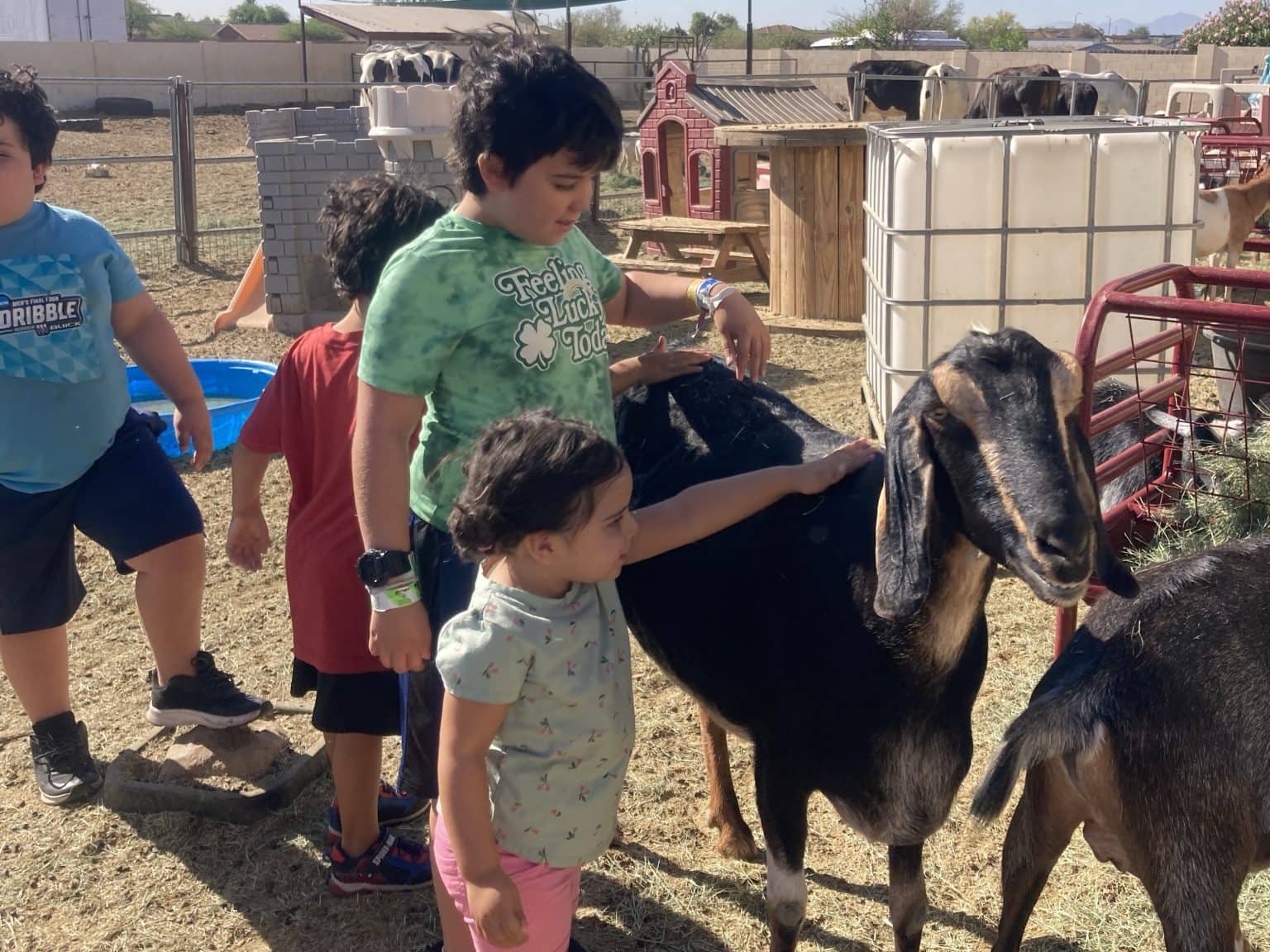 Farm Angels Sanctuary in Surprise - Phoenix With Kids