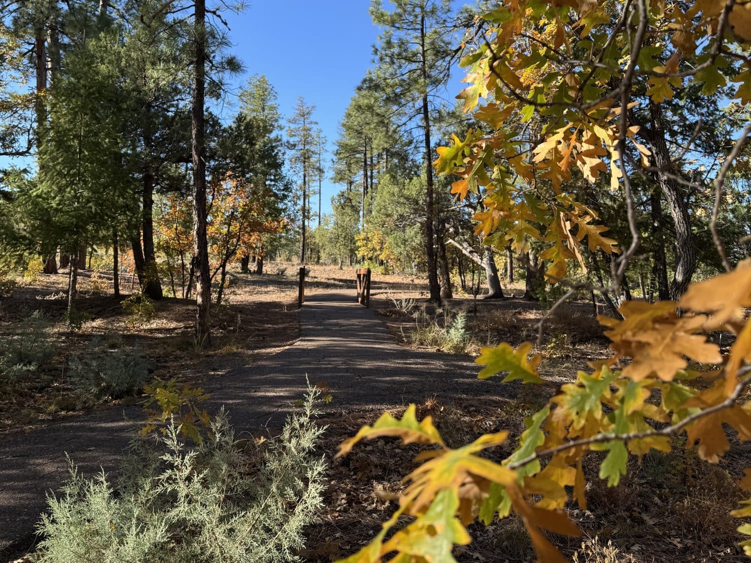 Four Fall Hikes in Pinetop-Lakeside, Arizona - Phoenix With Kids