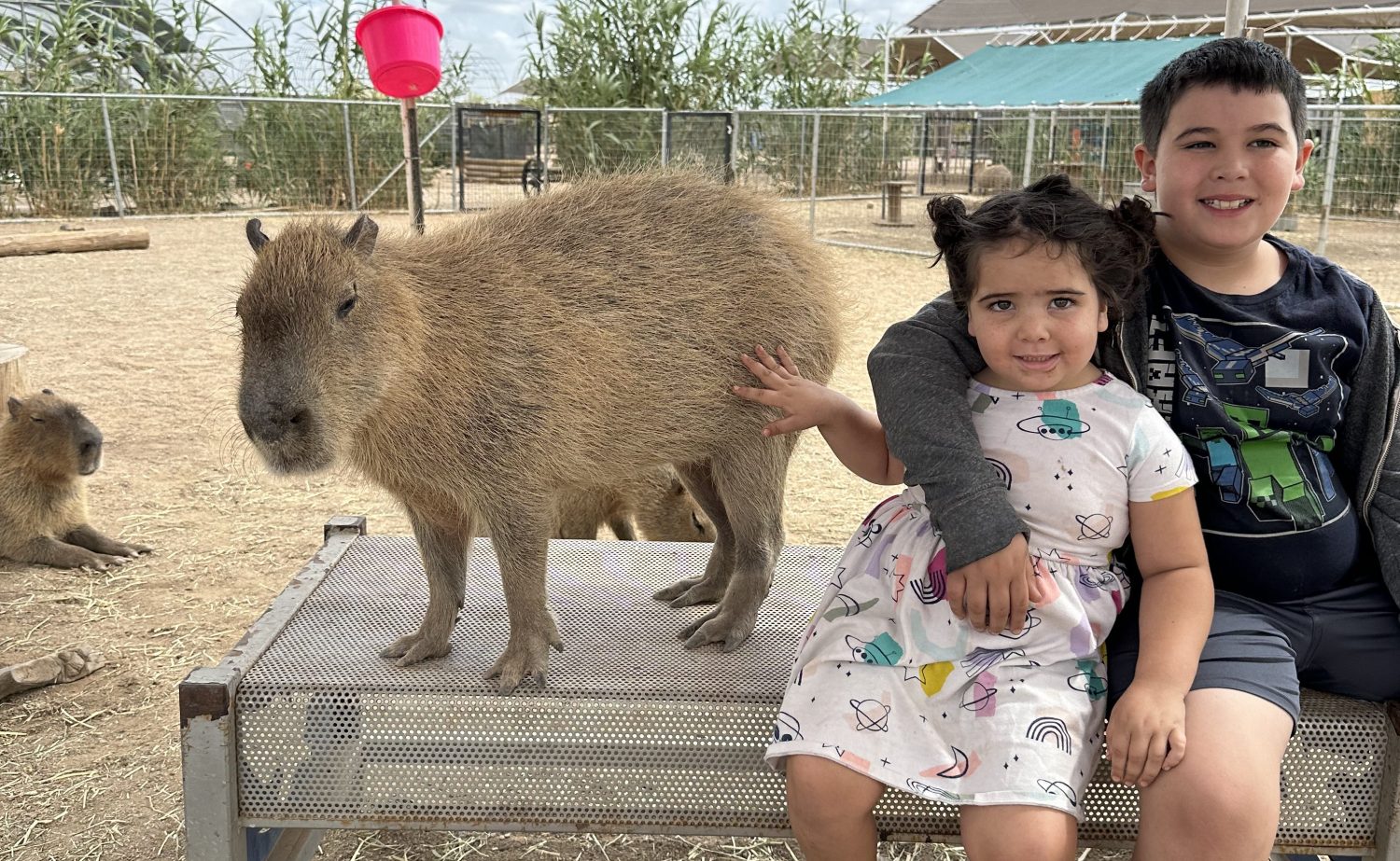Ghost Ranch Exotics in Marana - Phoenix With Kids