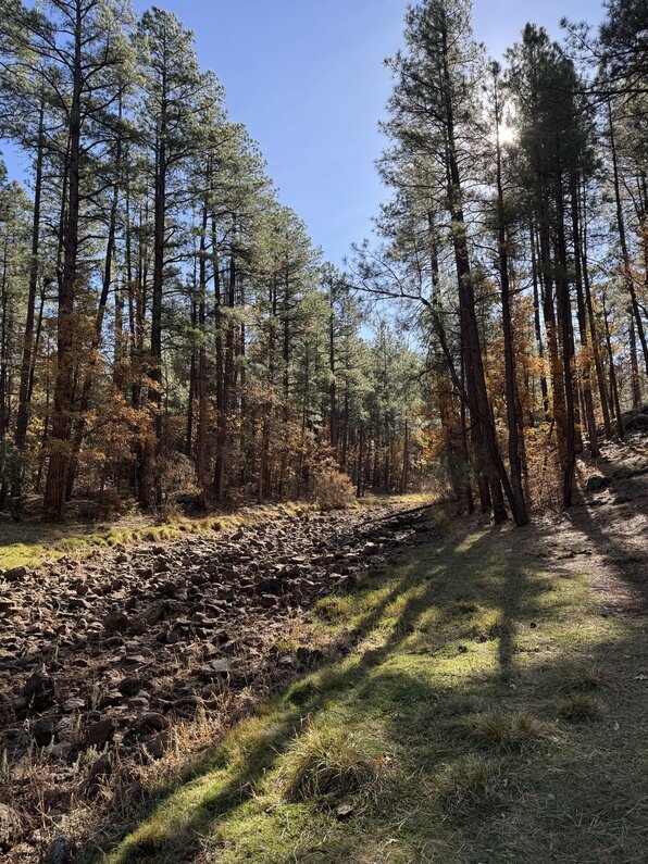 Four Fall Hikes in Pinetop-Lakeside, Arizona - Phoenix With Kids