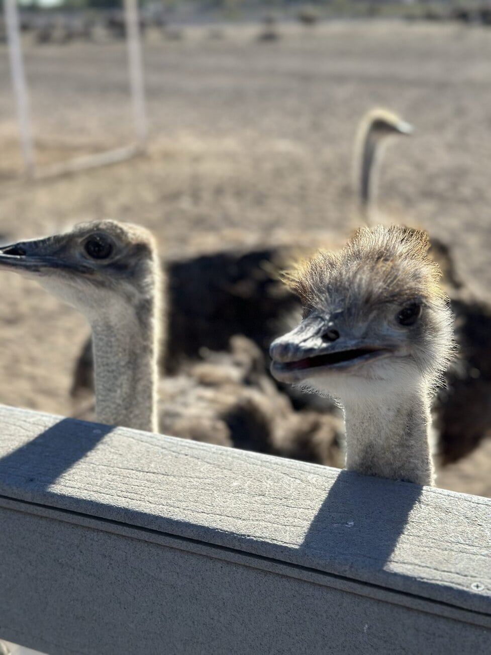 ostrich farm tucson